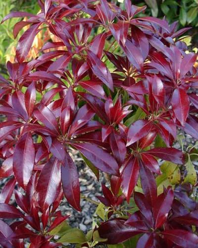 Photo of the leaves of Japanese Andromeda (Pieris japonica 'Katsura ...