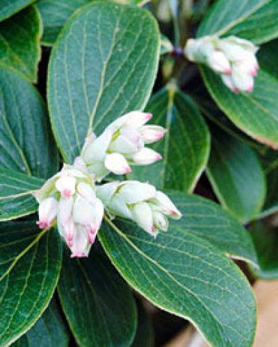 Grey-White Huckleberry (Vaccinium glaucoalbum) - Garden.org
