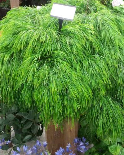 Photo of the entire plant of Little River Wattle (Acacia cognata Cousin ...