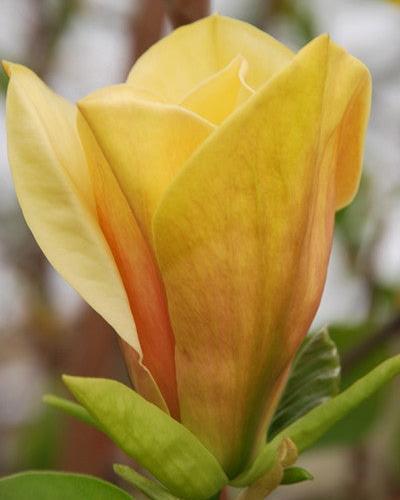 Photo of the bloom of Magnolia 'Judy Zuk' posted by Joy - Garden.org