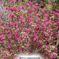 Photo of the entire plant of Redflower Currant (Ribes sanguineum 'King ...