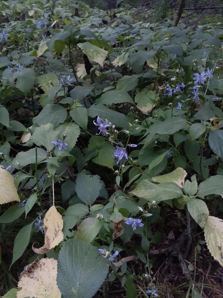 Photo of the entire plant of Tall American Bellflower (Campanulastrum ...