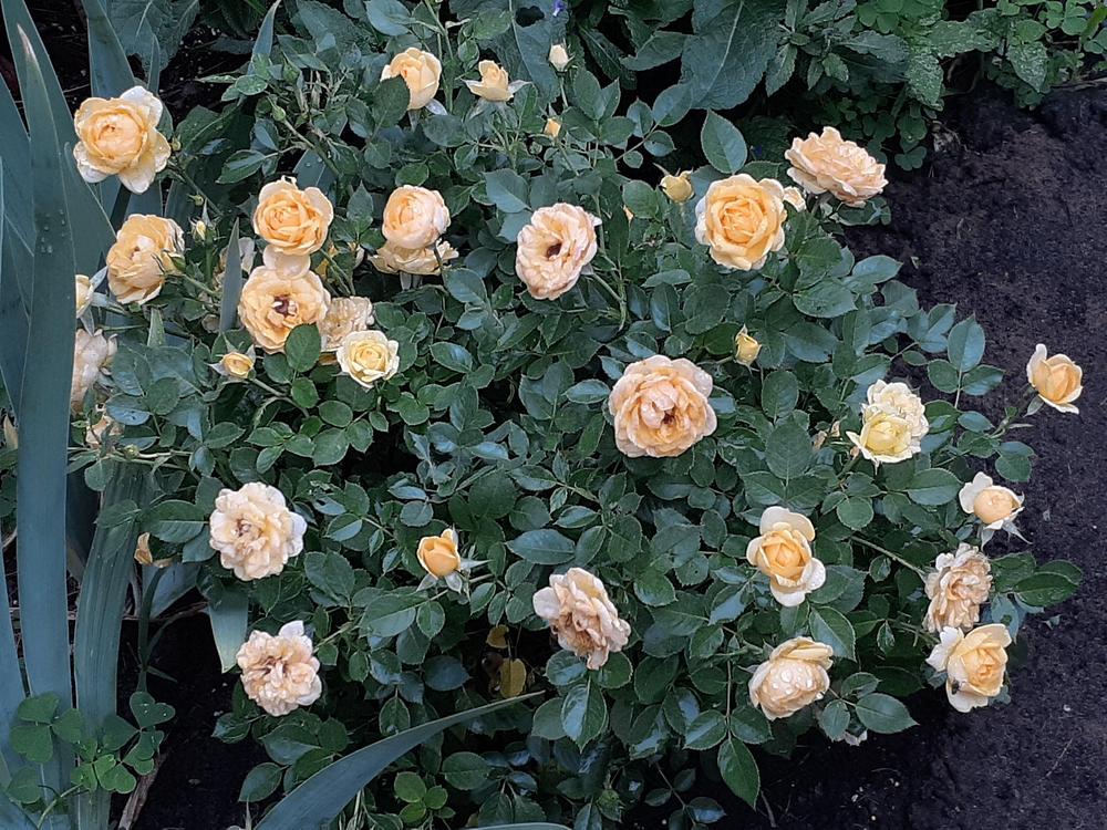 Photo of the entire plant of Rose (Rosa 'Lemon Drop') posted by ...