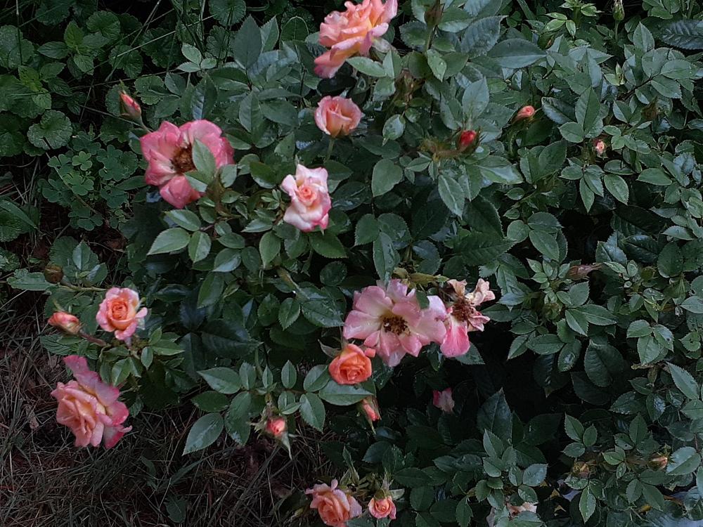 Photo of the entire plant of Rose (Rosa 'Cutie Pie') posted by MNdigger ...