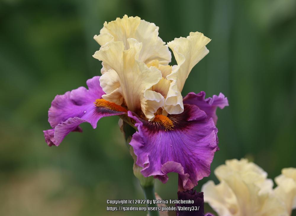 Photo of the bloom of Tall Bearded Iris (Iris 'Punctuation') posted by ...
