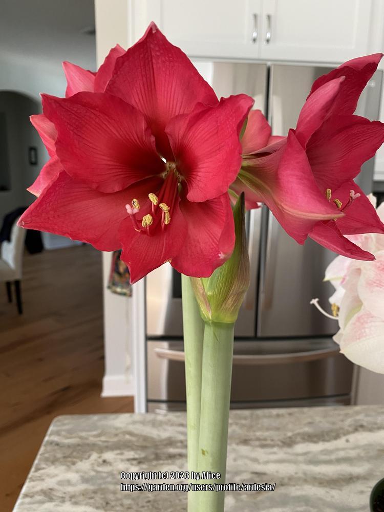 Amaryllis (Hippeastrum 'Pleasure') in the Amaryllis Database - Garden.org