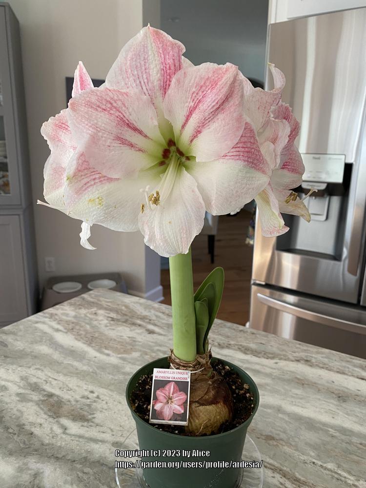 Photo of the entire plant of Amaryllis (Hippeastrum 'Blossom Grandise ...