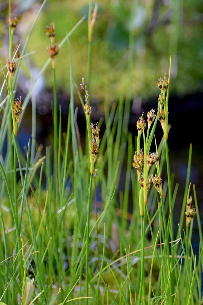Photo of the entire plant of Chestnut Rush (Juncus castaneus) posted by ...