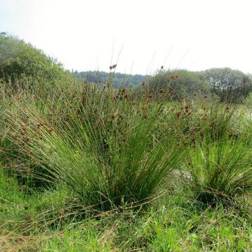 Compact Rush (Juncus conglomeratus) - Garden.org