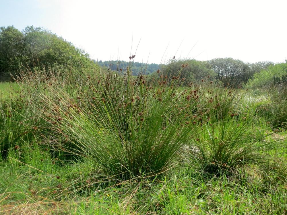 Photo of the habitat view of Compact Rush (Juncus conglomeratus) posted ...