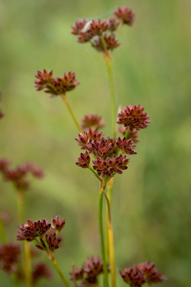 Photo of the stem, scape, stalk or bark of Canada Rush (Juncus ...