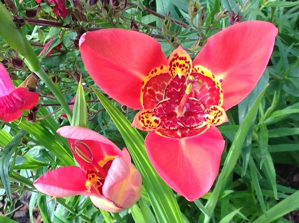 Photo of the closeup of buds, sepals and receptacles of Mexican Shell ...