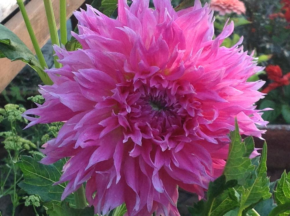 Dahlia 'Lillian Stewart' in the Dahlias Database - Garden.org