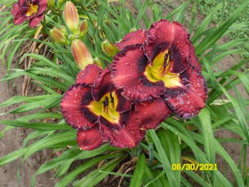 To help us get through the winter in the Daylilies forum - Garden.org