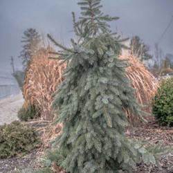 Weeping Serbian Spruce (Picea omorika 'Pendula Bruns') in the Spruces ...