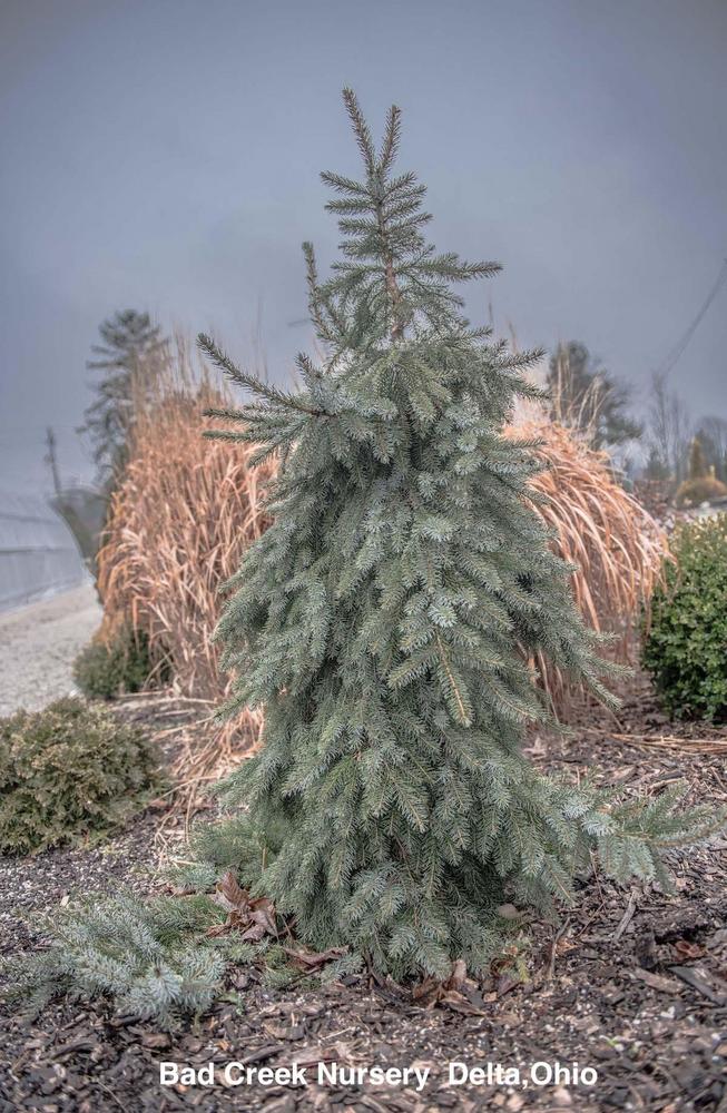 Weeping Serbian Spruce (Picea omorika 'Pendula Bruns') in the Spruces ...