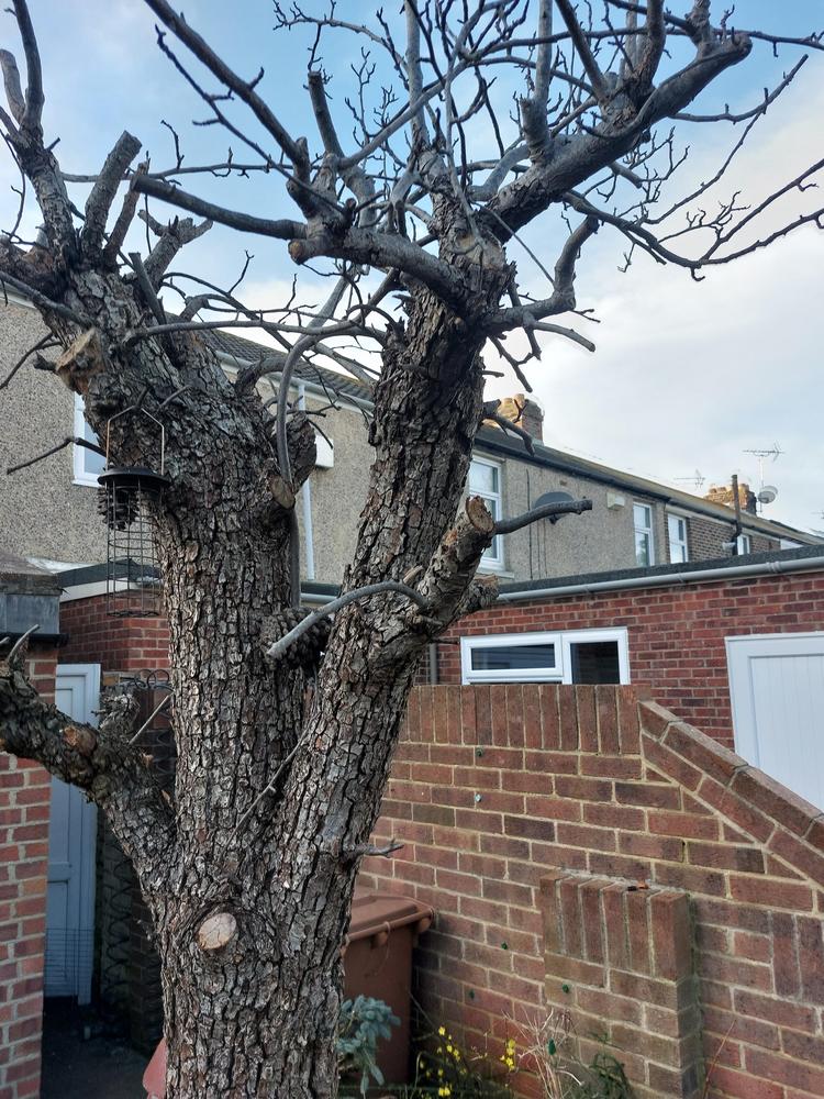 Is my mature pear tree dying in the Ask a Question forum - Garden.org