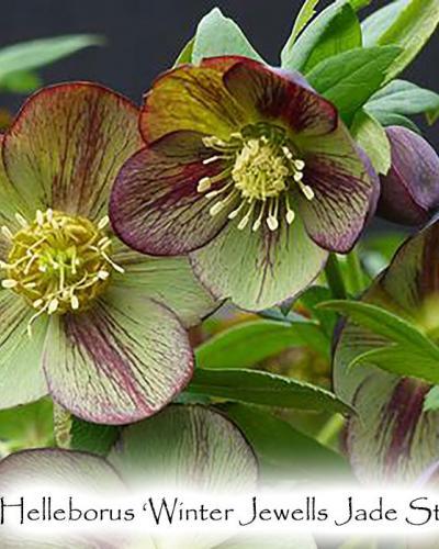 Photo of the bloom of Hellebore (Helleborus Winter Jewels™ Jade Star ...
