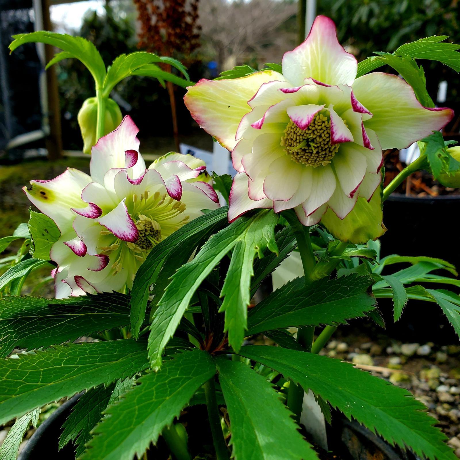 Photo of the entire plant of Hellebore (Helleborus Winter Jewels™ Rose ...