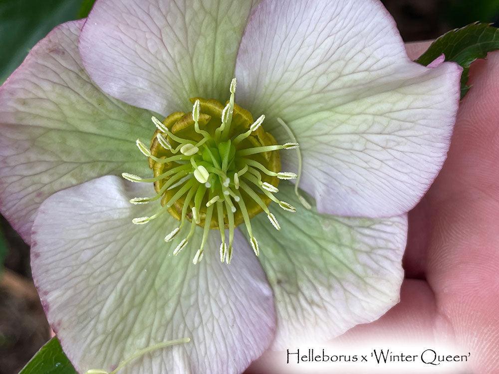 Photo of the bloom of Hellebore (Helleborus x orientalis 'Winter Queen ...