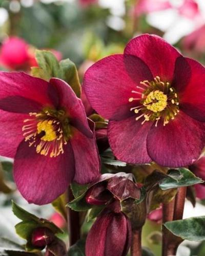 Photo of the bloom of Hellebore (Helleborus Gold Collection® Ice N ...