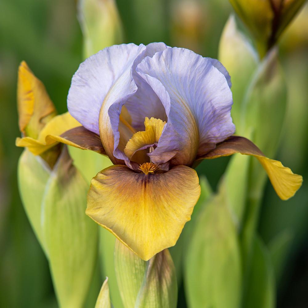 Photo of the bloom of Arilbred Iris (Iris 'Omar's Gold') posted by ...