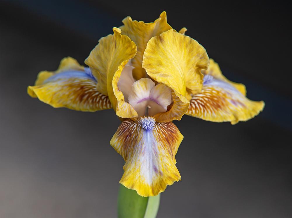 Photo of the bloom of Arilbred Iris (Iris 'Sunflight') posted by dirtdorphins - Garden.org