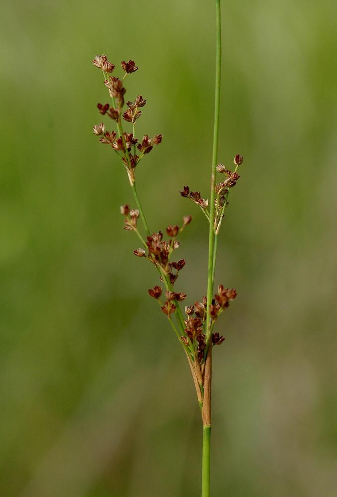 Photo of the stem, scape, stalk or bark of Elliott's Rush (Juncus ...