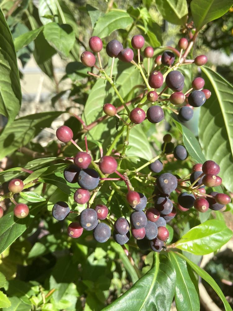 Photo of the fruit of Mexican Blueberry (Fuchsia arborescens 'BluTini ...