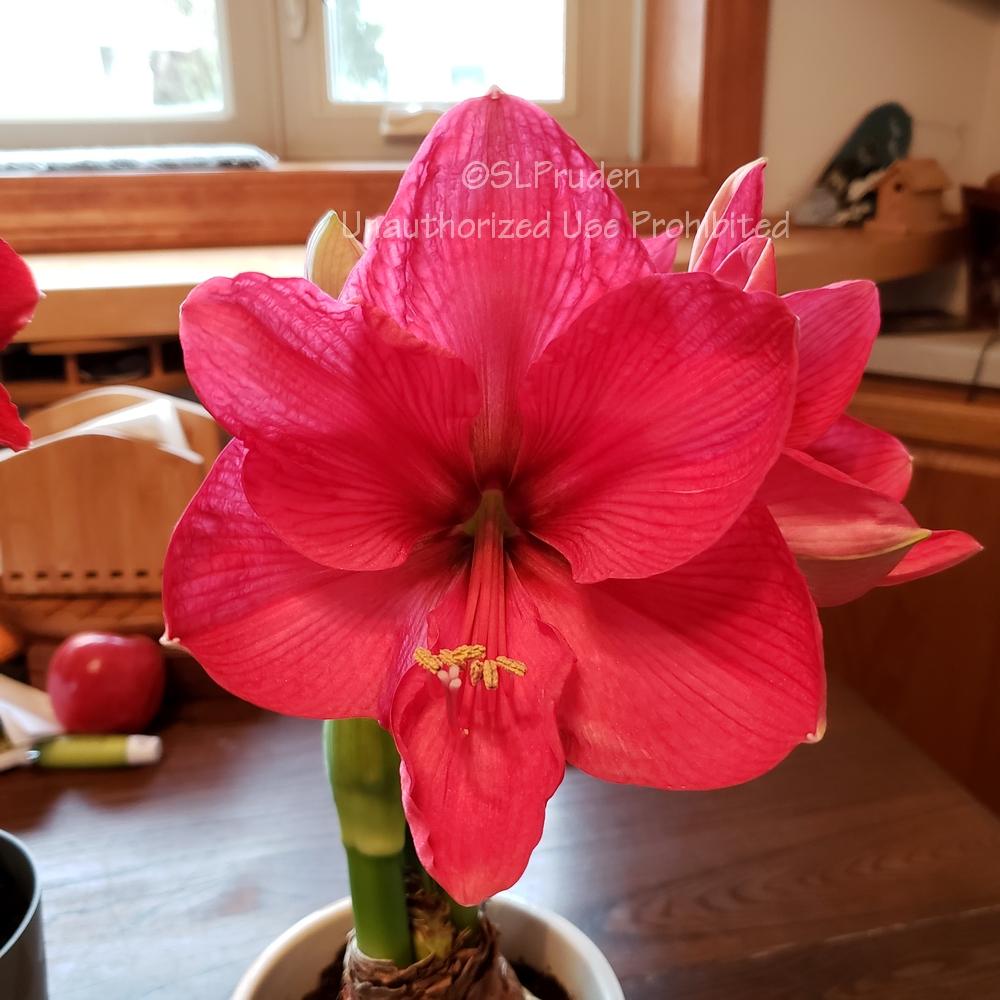 Photo of the bloom of Amaryllis (Hippeastrum 'Pink Rival') posted by ...