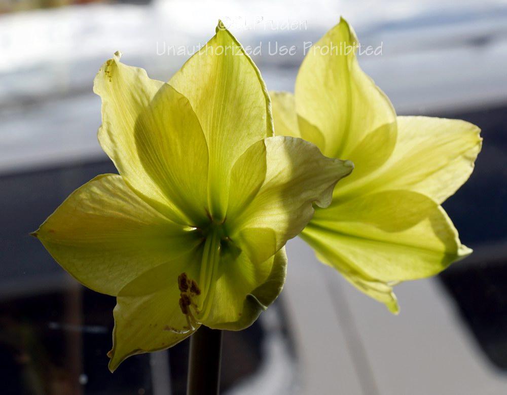 Photo of the bloom of Amaryllis (Hippeastrum 'Lemon and Lime') posted ...
