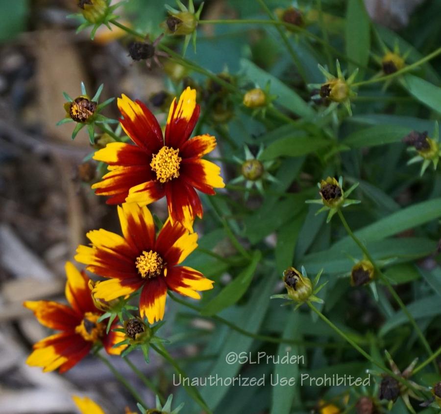 Tickseed (Coreopsis Big Bang™ Sun Splash) in the Tickseeds Database ...