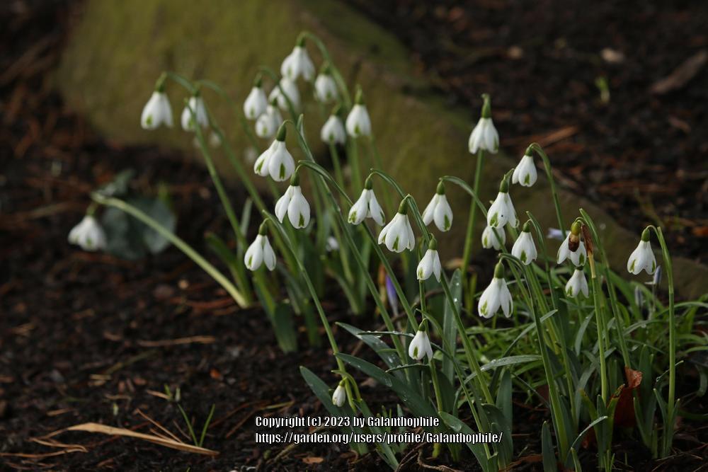 Photo of the bloom of Snowdrop (Galanthus 'Trumps') posted by ...
