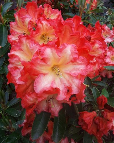 Photo of the bloom of Rhododendron 'Raspberry Rose' posted by Joy ...