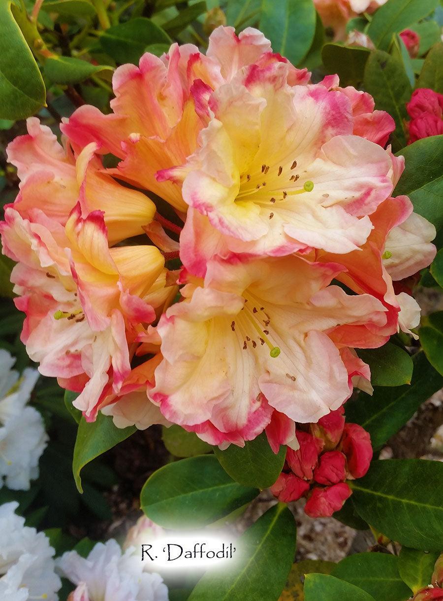 Photo of the bloom of Rhododendron 'Daffodil' posted by Joy - Garden.org