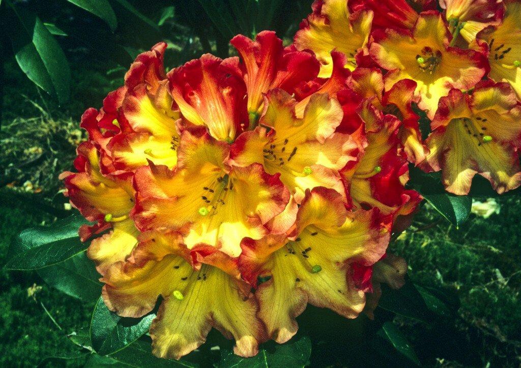 Photo of the bloom of Rhododendron 'Killer Diller' posted by Joy ...