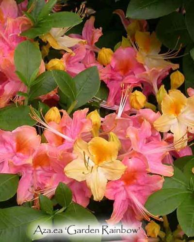 Photo of the bloom of Azalea (Rhododendron 'Garden Rainbow') posted by ...
