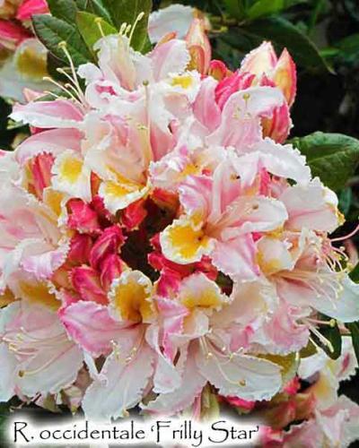 Photo of the bloom of Azalea (Rhododendron 'Frilly Star') posted by Joy ...