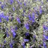 Photo of the bloom of Silver Bush Germander (Teucrium fruticans 'Azurea ...