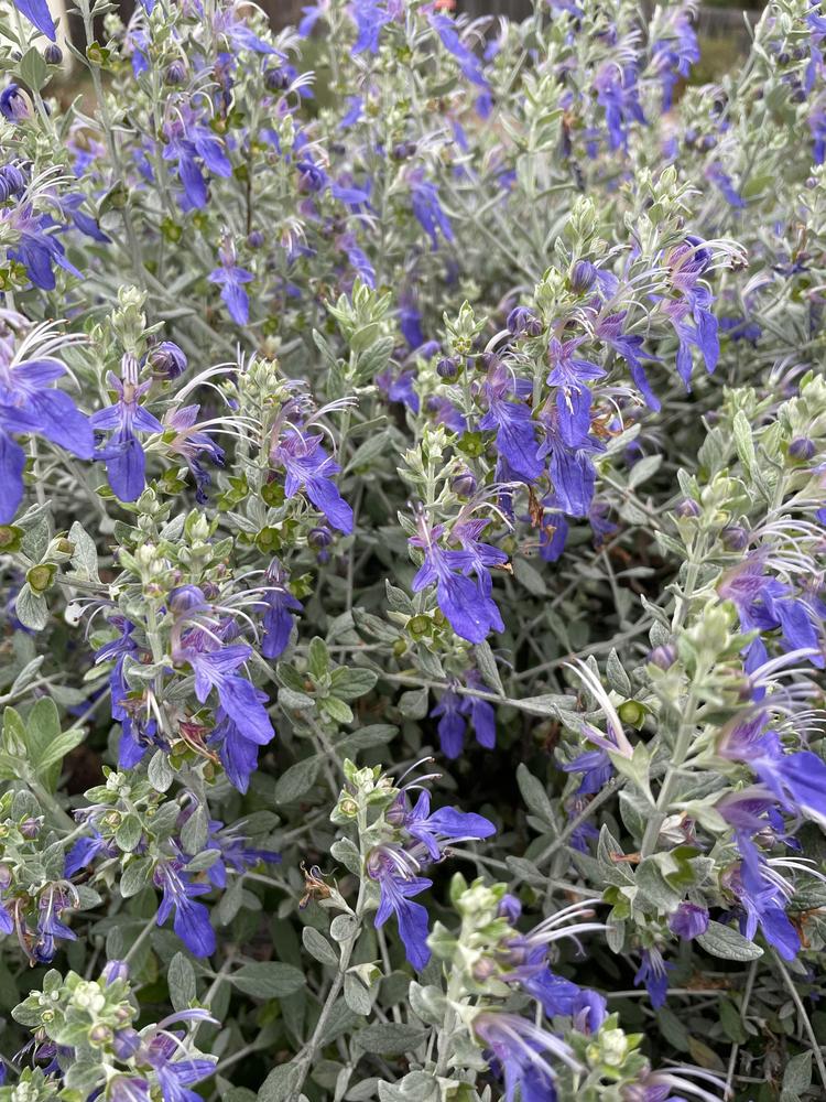 Photo of the bloom of Silver Bush Germander (Teucrium fruticans 'Azurea ...