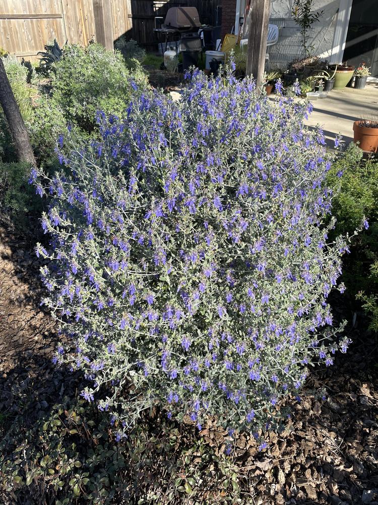 Photo of the entire plant of Silver Bush Germander (Teucrium fruticans ...