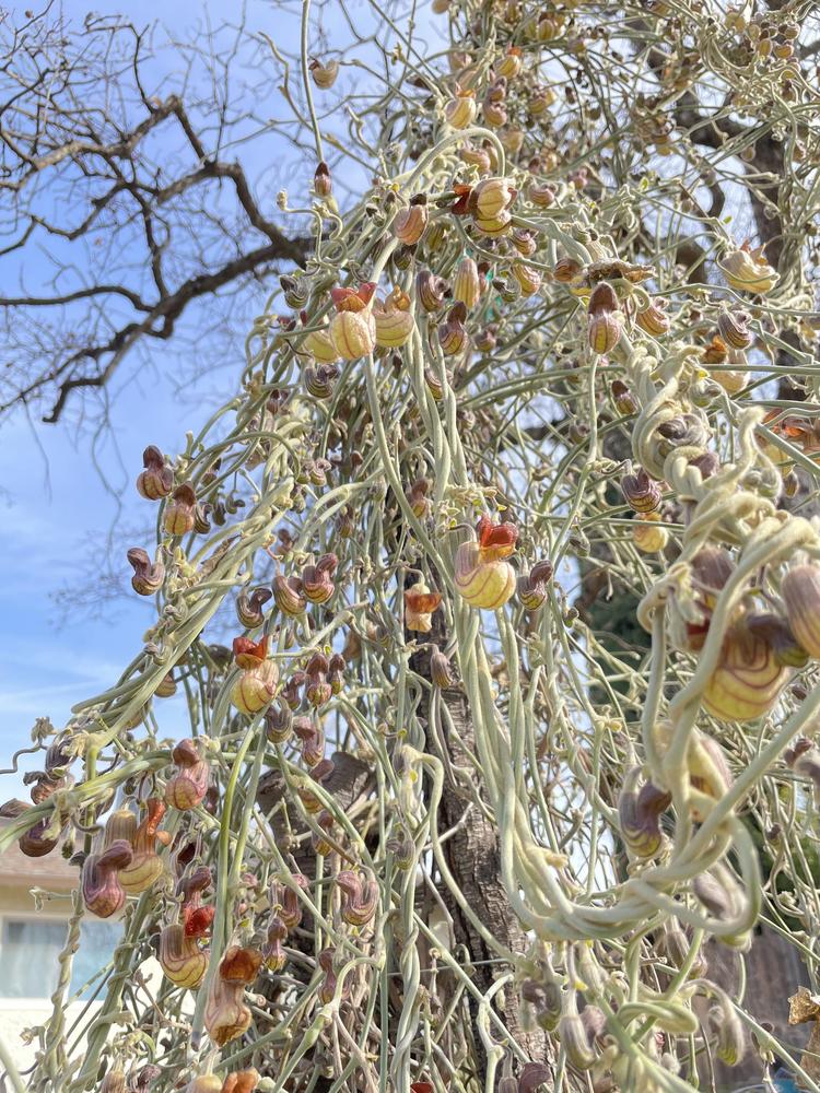 Photo of the entire plant of California Pipevine (Isotrema californicum ...