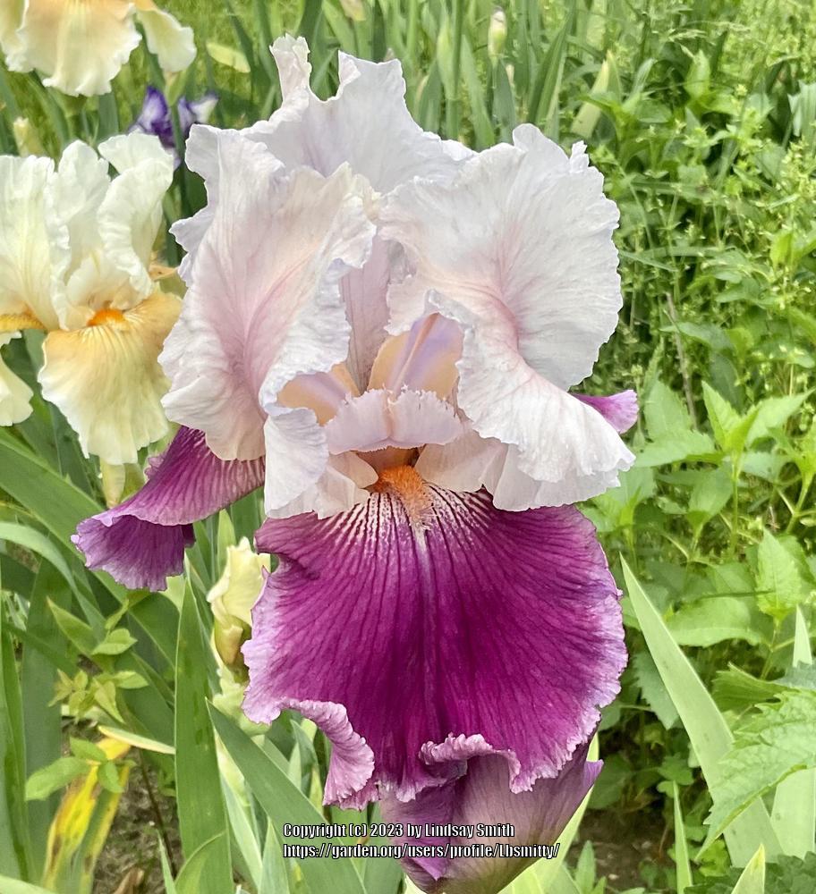 Tall Bearded Iris (Iris 'Robin of Loxley') in the Irises Database ...