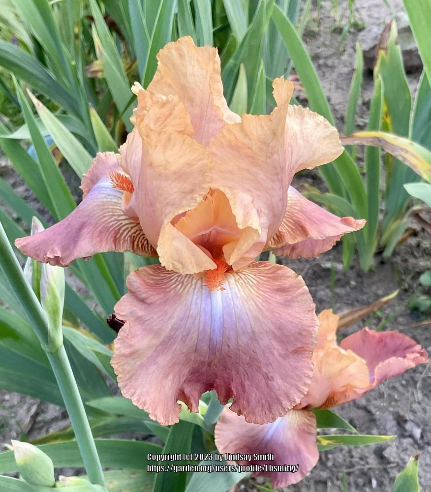 Photo of the bloom of Tall Bearded Iris (Iris 'Life of Riley') posted ...