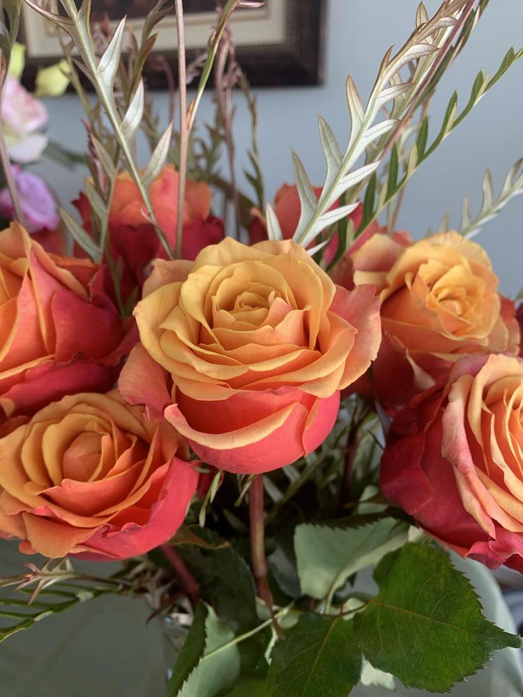 Photo of the bloom of Rose (Rosa 'Cherry Brandy') posted by ...