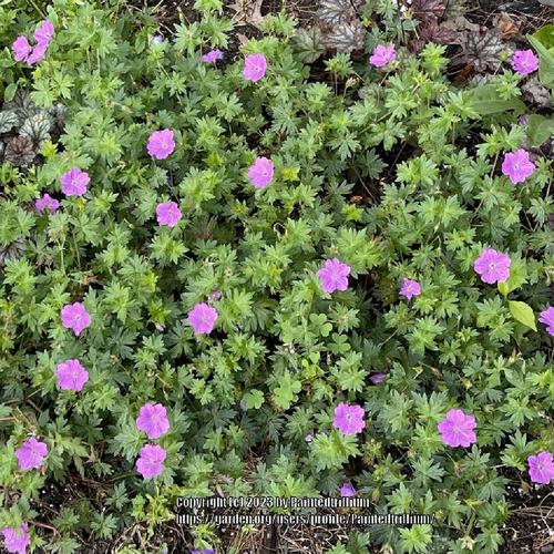 Cranesbill (Geranium 'Blushing Turtle') in the Geraniums Database ...