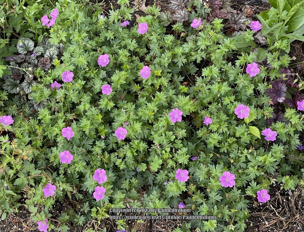 Photo of the entire plant of Cranesbill (Geranium 'Blushing Turtle ...