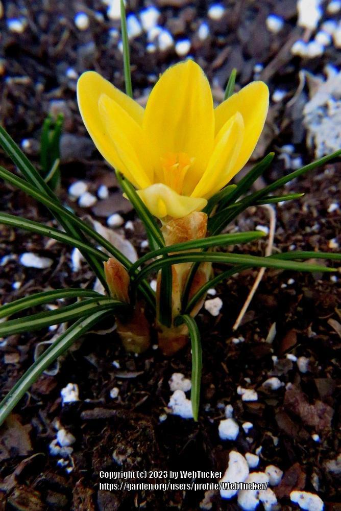 Photo of the entire plant of Yellow Crocus (Crocus flavus) posted by ...