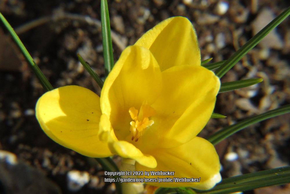 Photo of the stamens, filaments and pistils of Yellow Crocus (Crocus ...