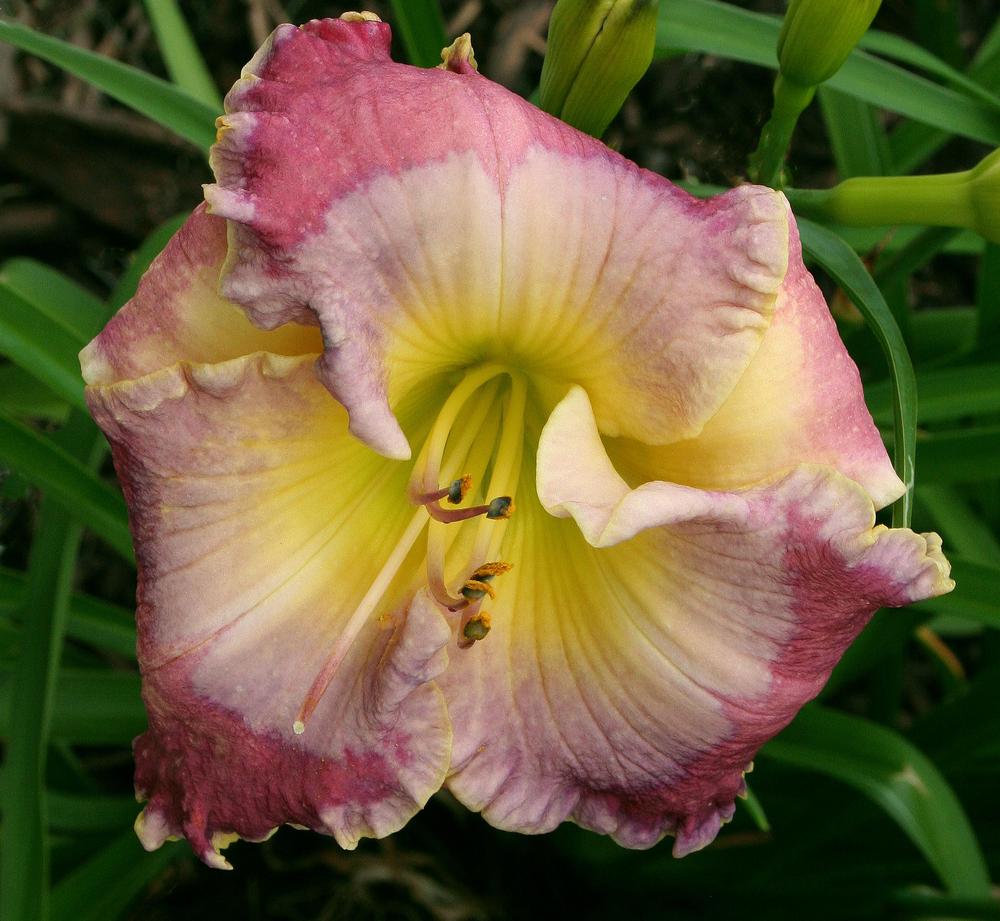Daylily (Hemerocallis 'Persian Art') in the Daylilies Database - Garden.org
